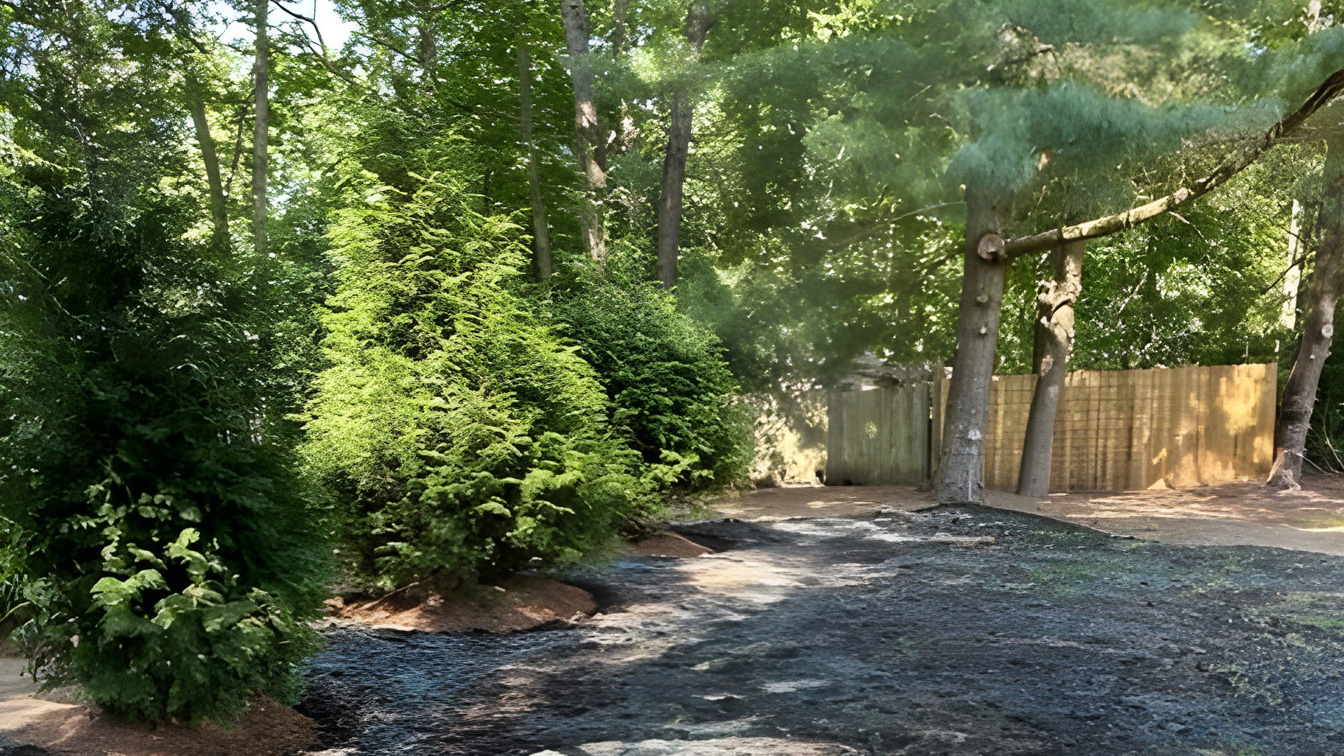 Pine Tree Planting In Medford, NJ - Lindy's Landscaping of New Jersey